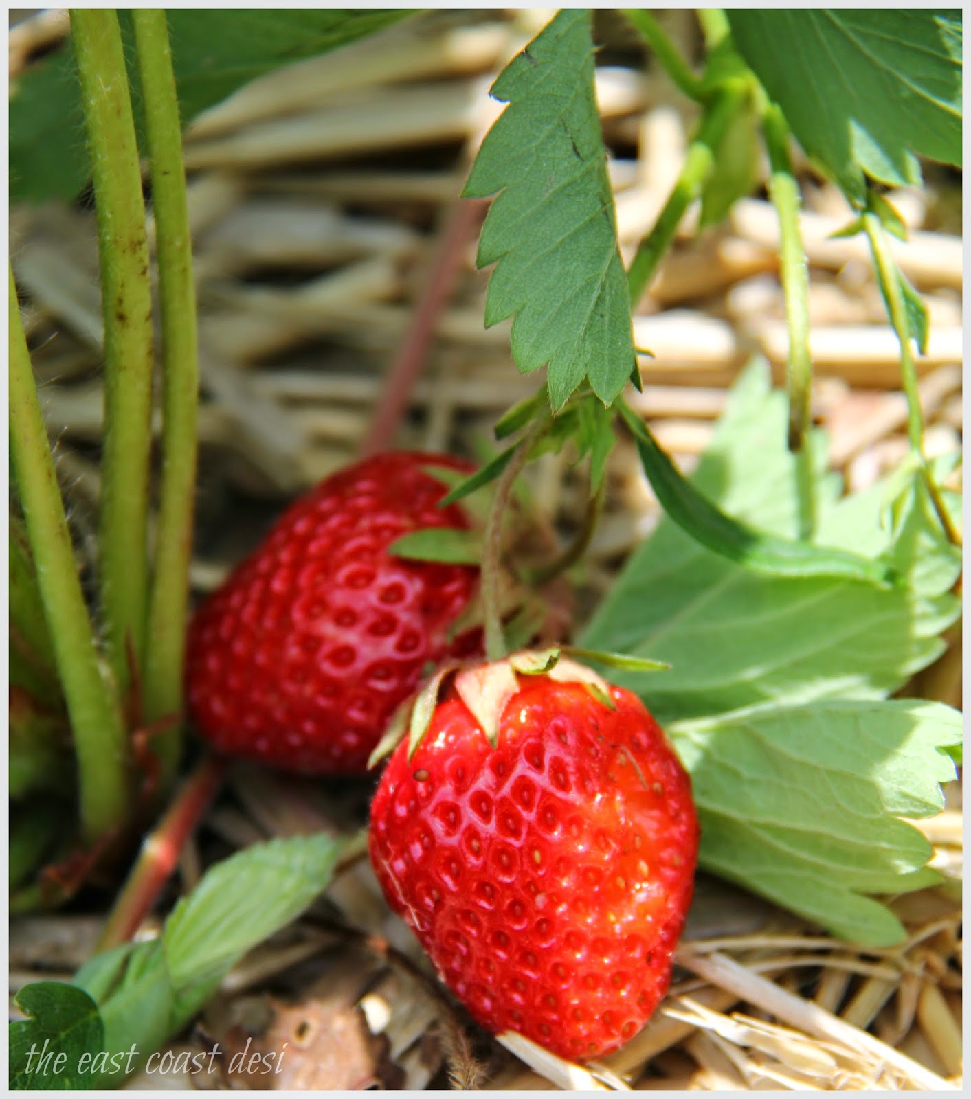 the east coast desi: Go Pick your Own (Butler's Orchard)