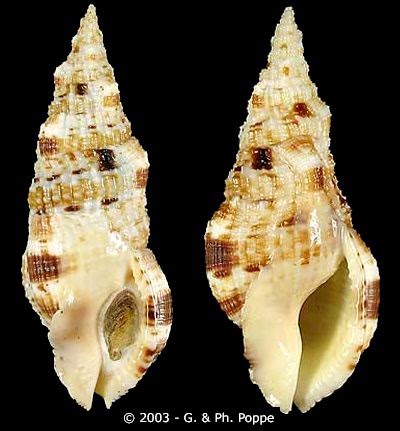 Variety of Life: Colubrariidae