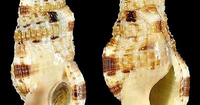 Variety of Life: Colubrariidae