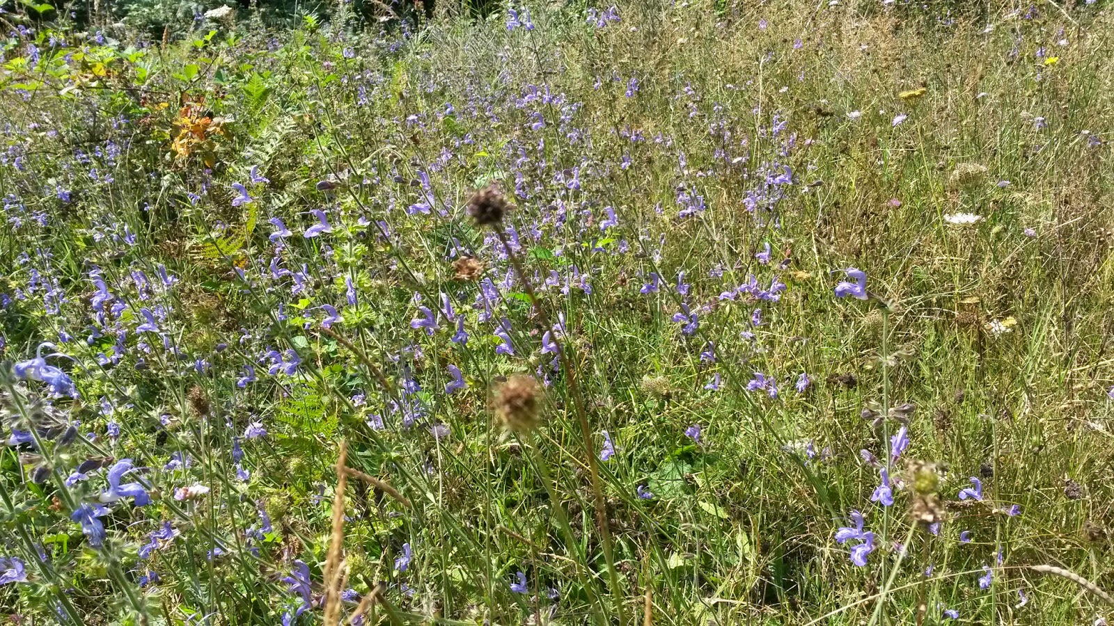 SERGEN BAL DÜNYASI: SERGEN BAL DÜNYASI