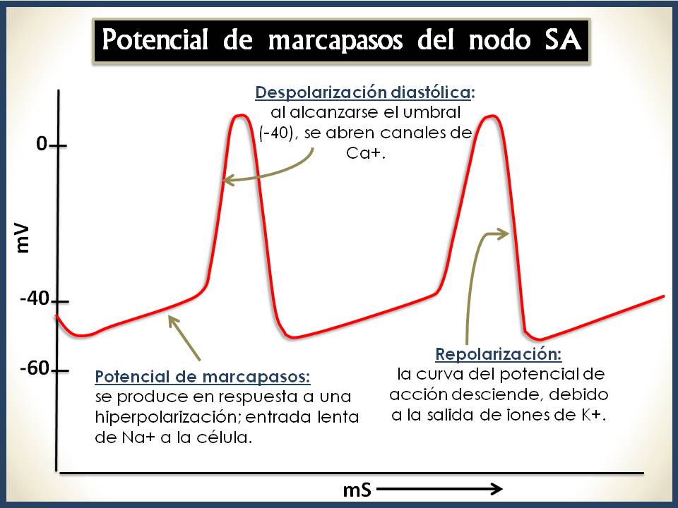 Fisiología - FACULTAD DE MEDICINA: Potenciales de acción del corazón