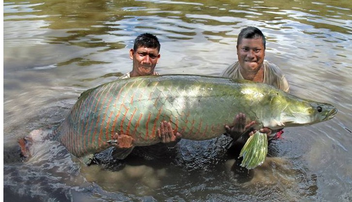 Big Fishes of the World: APAPAIMA - PIRARUCU page 2