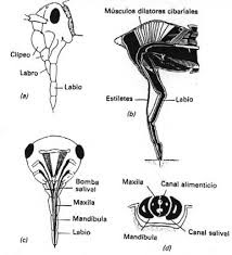 ¿TODOS LOS INSECTOS SON IGUALES?: APARATOS BUCALES DE LOS INSECTOS