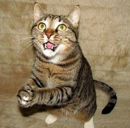 Deal with pets: Funny praying Cat