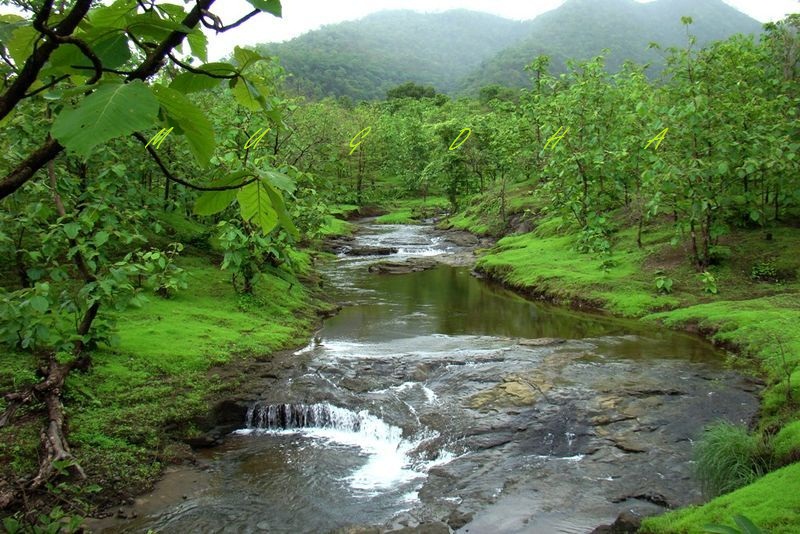 Indian Forests: Green trails in India...