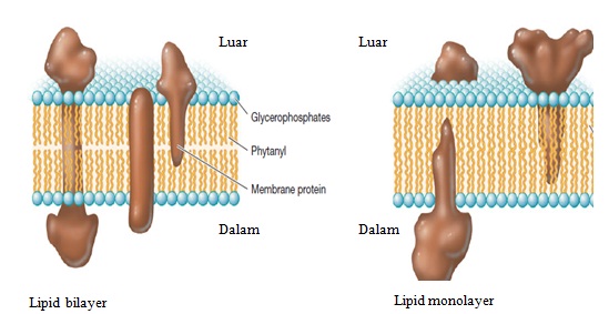 Archaebacteria (Archaea) : Pengertian, Ciri-ciri, Struktur Sel, Contoh