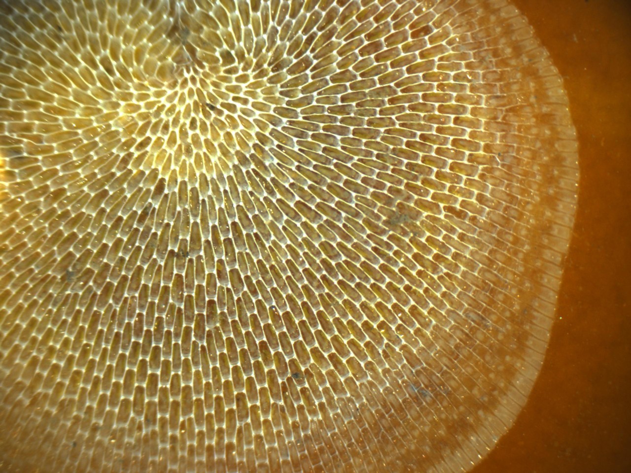 Harbor Watch: MIS Encrusting Bryozoan