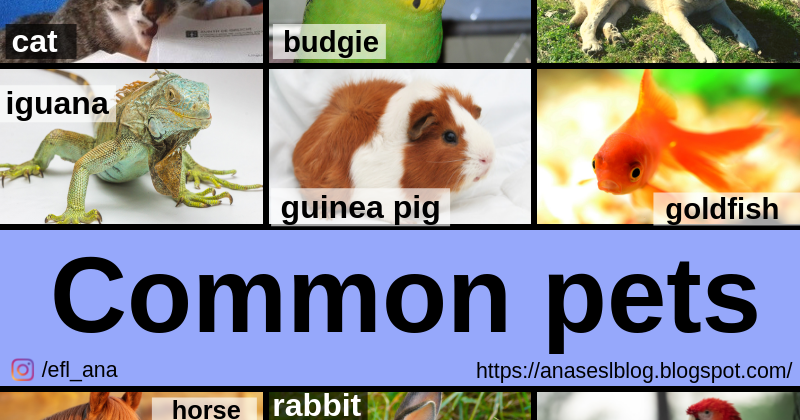 CPI Tino Grandío Bilingual Sections: Animals