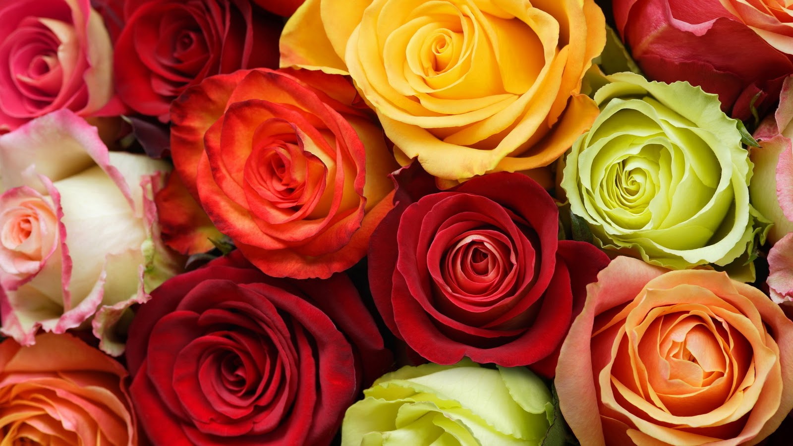 High Definition Wallpapers: Amazing HD roses wallpaper