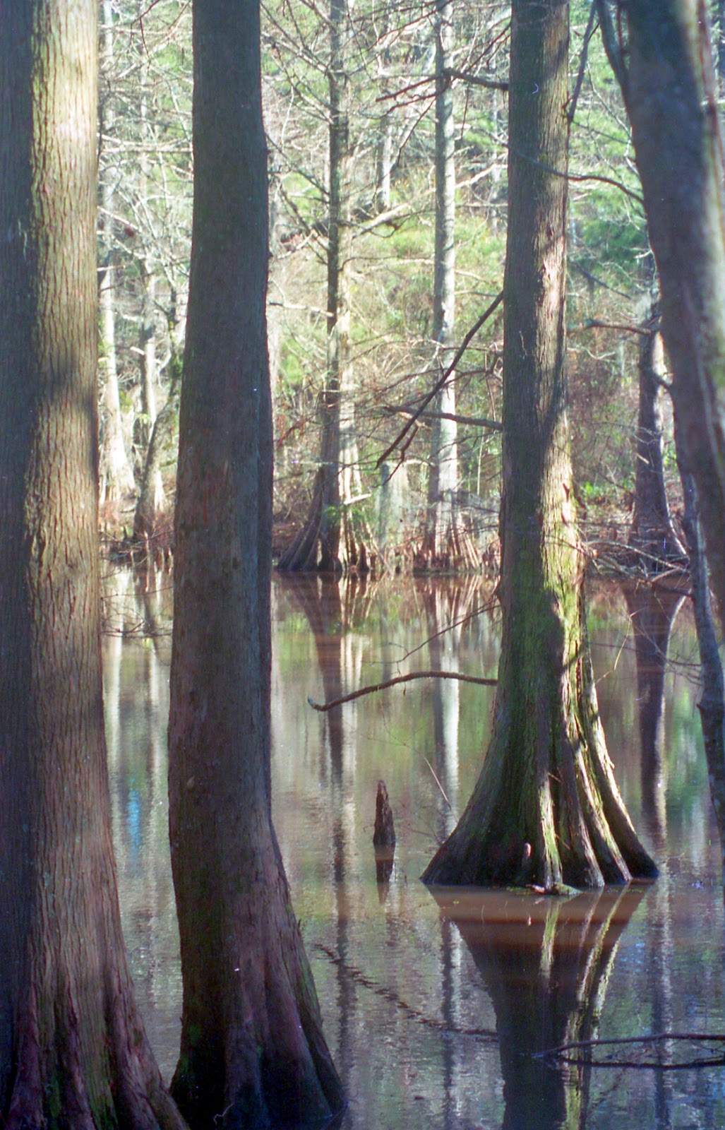 The Barthet Gallery: Cypress Swamp
