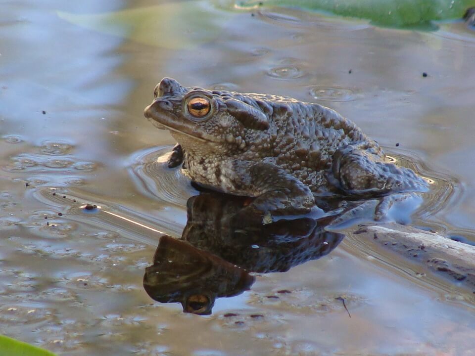 Amphibians from Romania: Bufo (Bufo) bufo