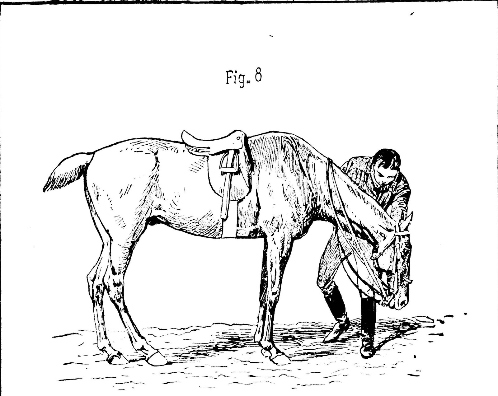 La equitación y el mundo del caballo.: Flexiones laterales del cuello.