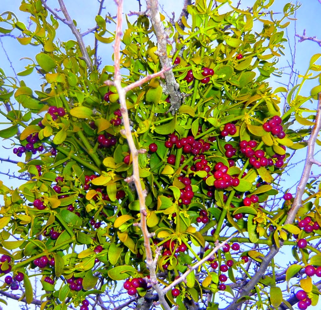 El Valle de Sabero: El muérdago, una planta de leyenda