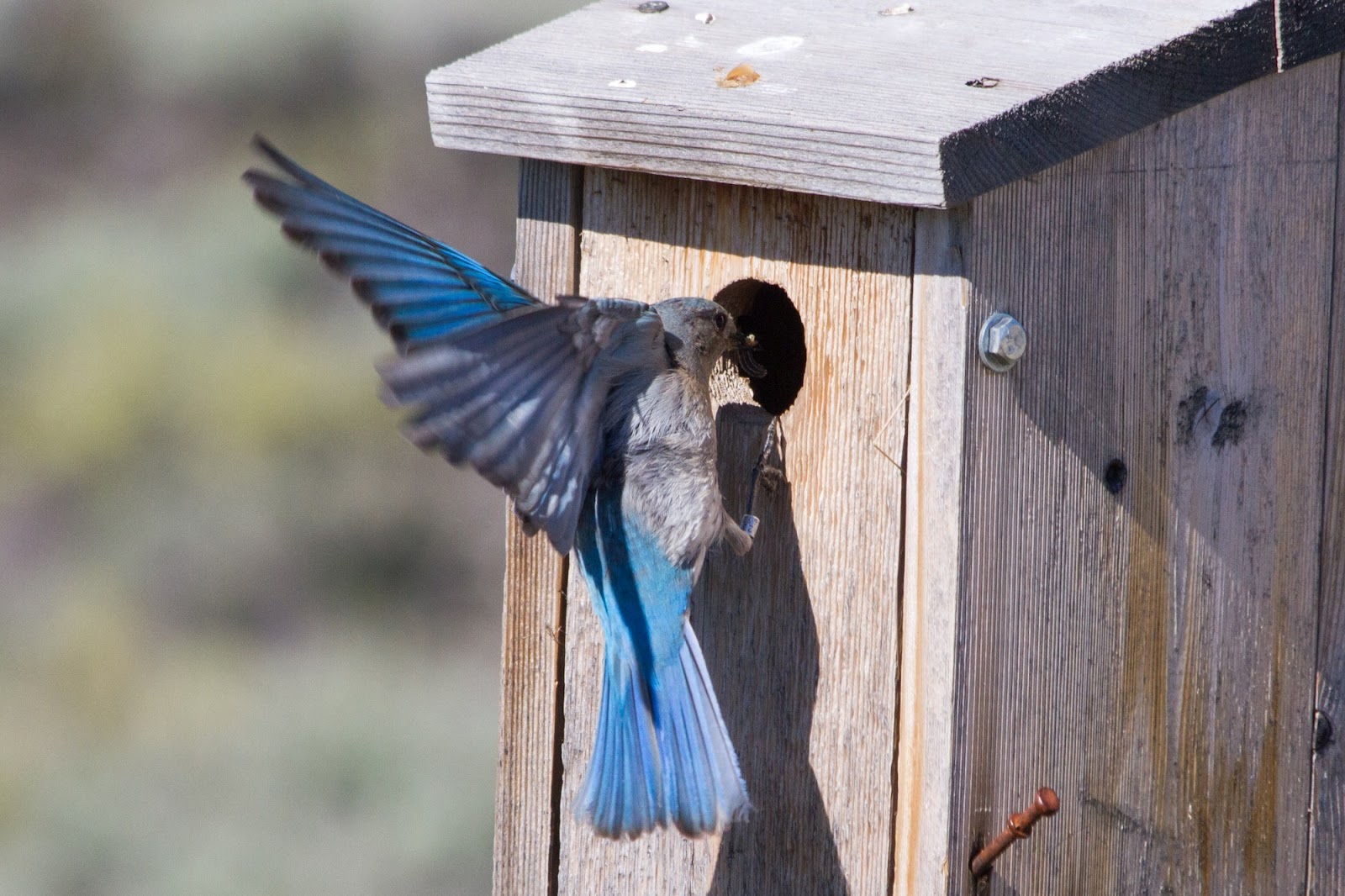 Birding Is Fun!: Guest Post: Bluebird Man