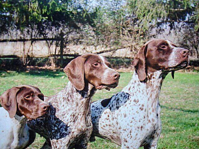 BRACO FRANCÉS DE BELBOX: julio 2018