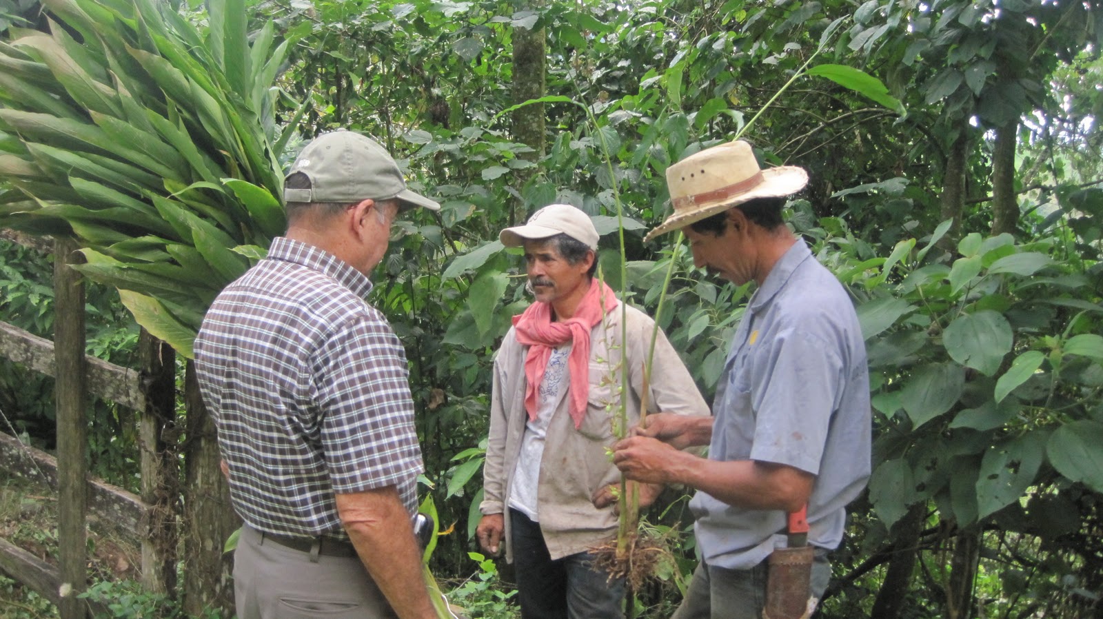 Cardamom Nation: Colombian farmers find in Cardamom a way to diversify ...