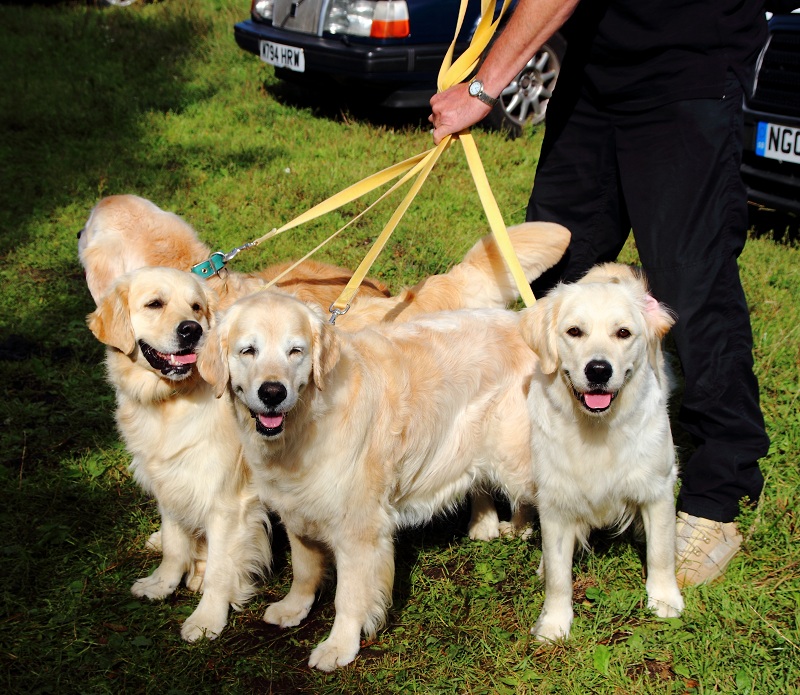 A Brilliant Day at Buckham Fair