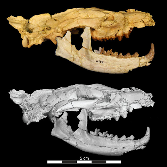 New species of hyaenodon found in Egypt ~ History Archaeology