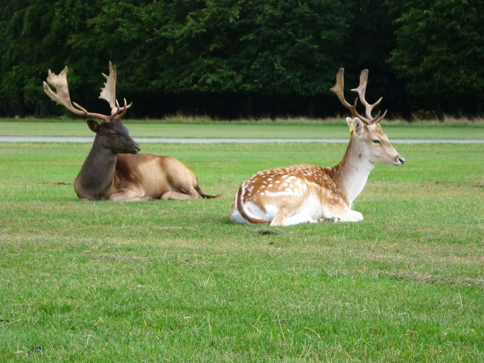 on the verge of extinction... again: Dublin... oh, deer!