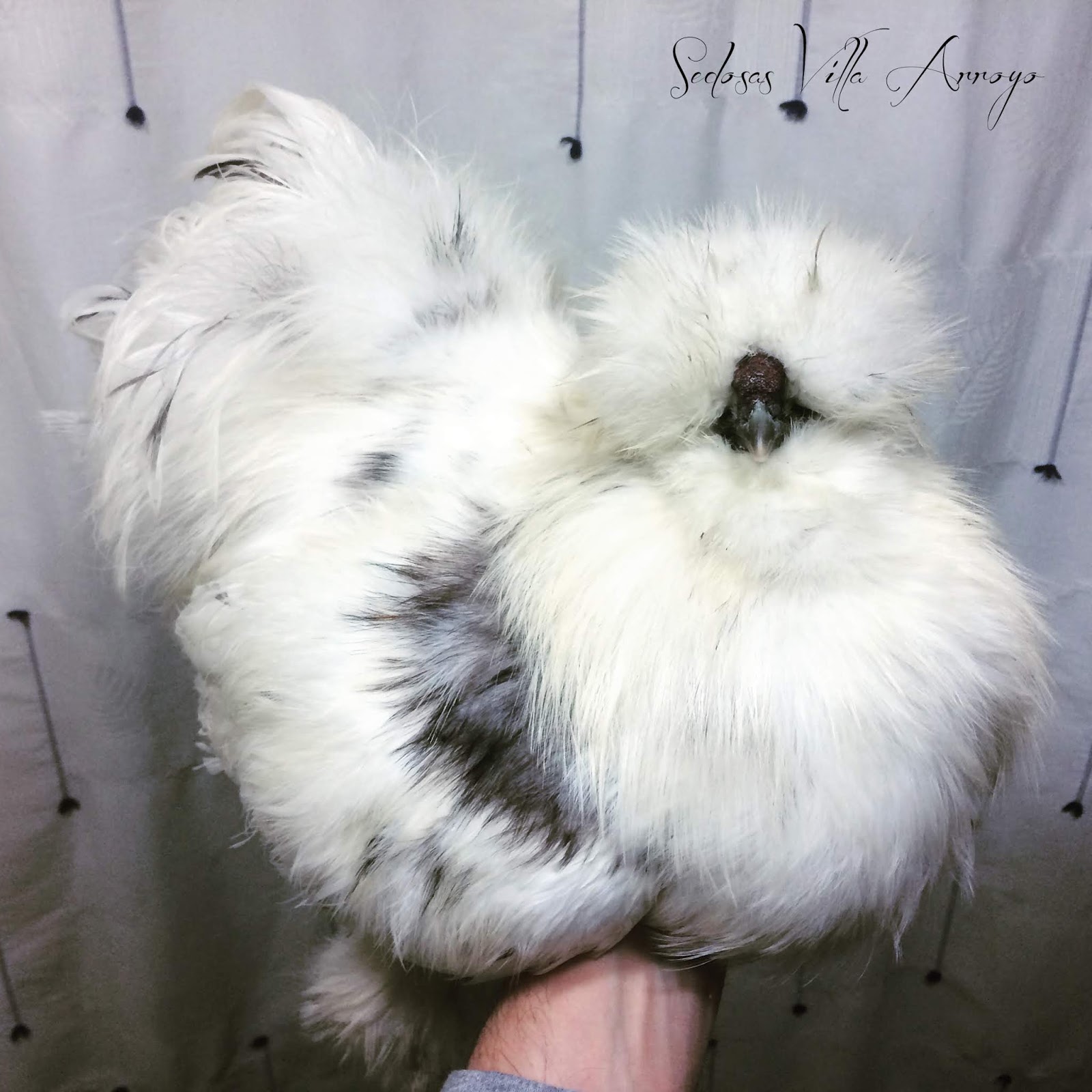 Sedosas Villa Arroyo: Silkies Color Paint 100% USA