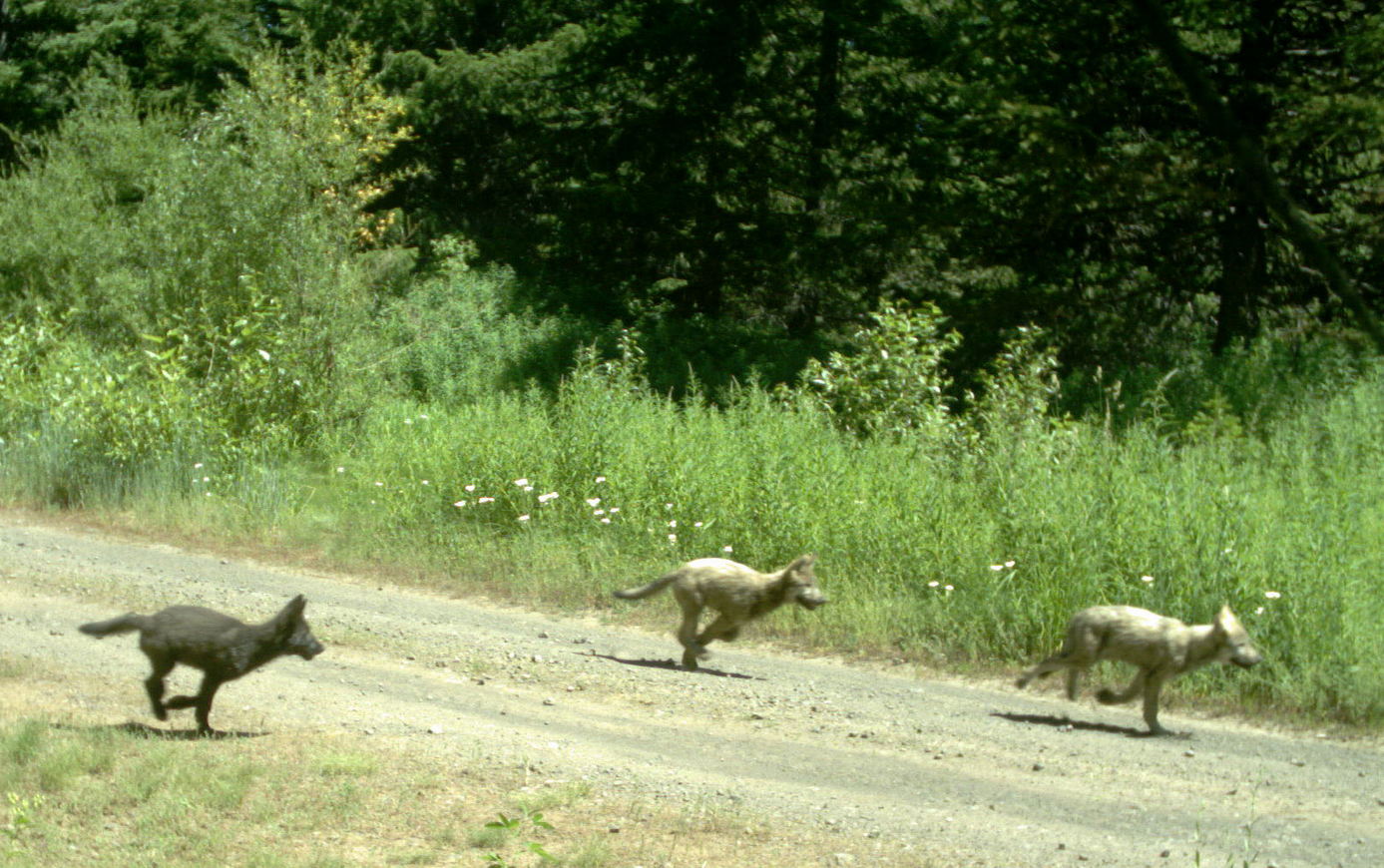 STOP WOLF HUNTS: THE WAR ON WOLVES