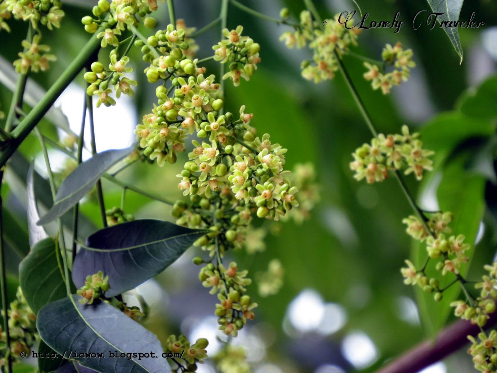 Mahogany flower (মেহগনি ফুল) - Swietenia macrophylla