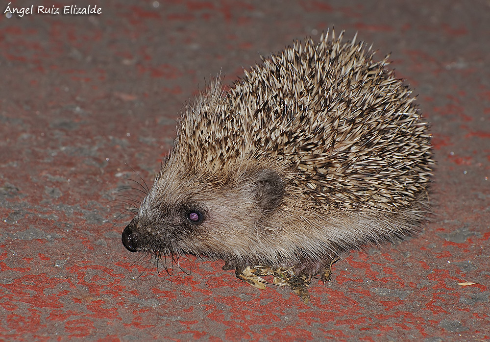Aves de la Ría de Ajo: junio 2011