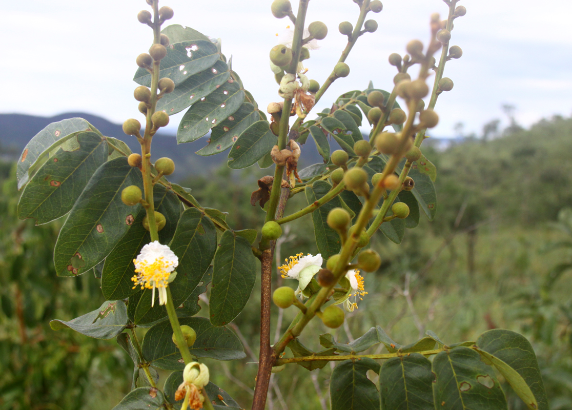Fabaceae - Leguminosae no Brasil: Fabaceae - Swartzia macrostachya Benth.