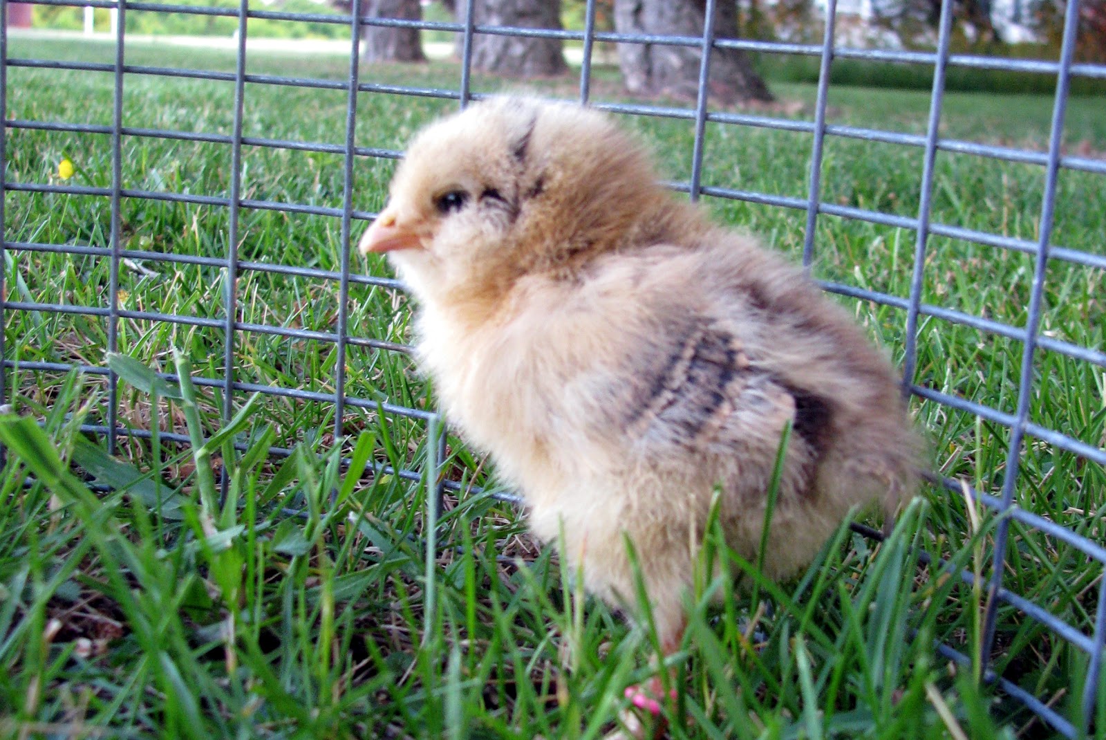 Anderson Family "Farm" Project: Name that Chick