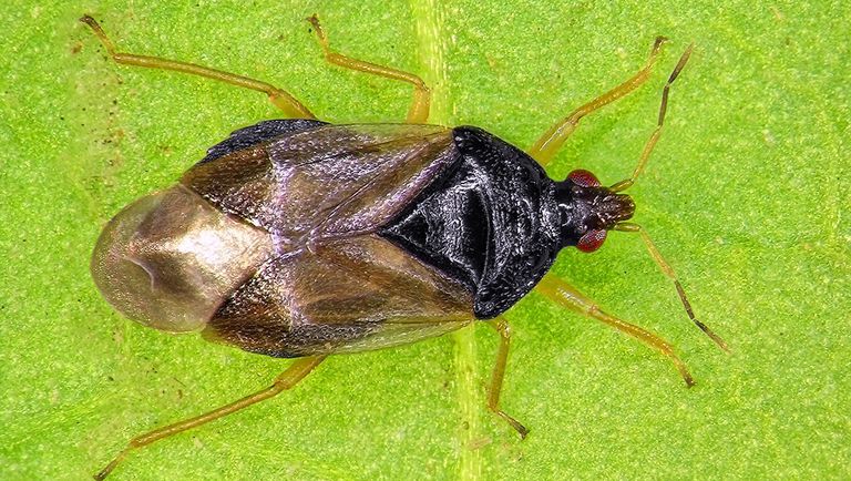 Kilimo cha Bamia - Sehemu ya Tatu (Growing Okra - Part Three)