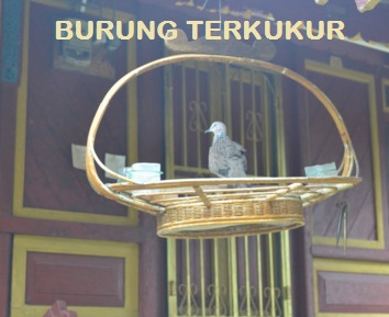 Anim Agro Technology: BURUNG TERKUKUR (Part 3)