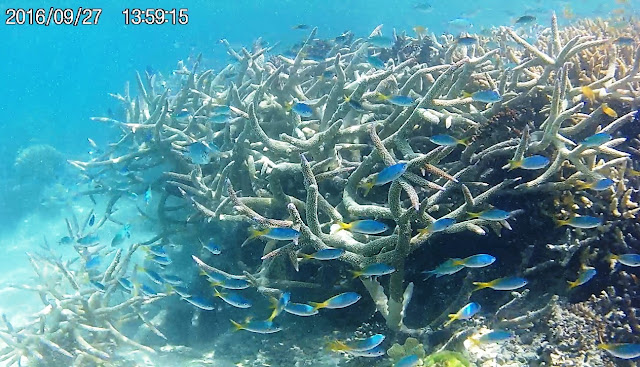 Dreamtime Sail: Batt Reef - We're all alone on the outer Great Barrier Reef
