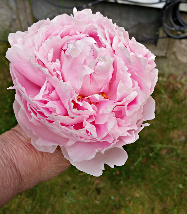 Miss Edna's Place: Saving Your Memories