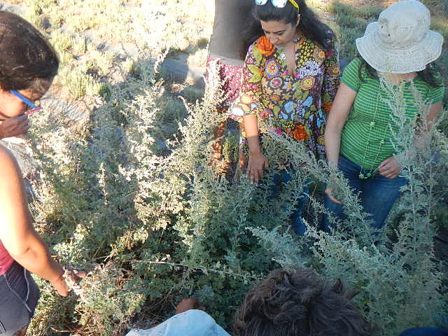 Pedro Teixeira da Mota: Celebração da Lua Cheia no vale medicinal de ...