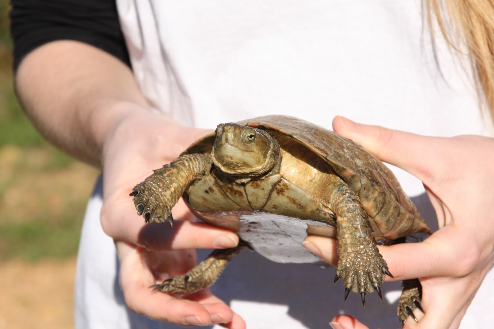 Devolução à Natureza de uma cágado-mediterrânico