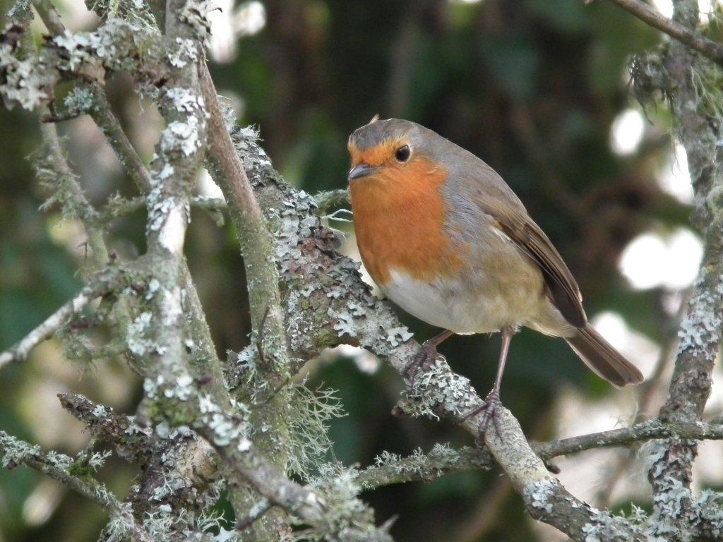 The Life and Times of this Old Git: Latest Bird blog