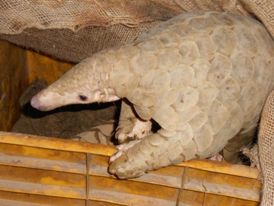 Wilderness Tales from Odisha: Flourishing Poaching and Trafficking of ...