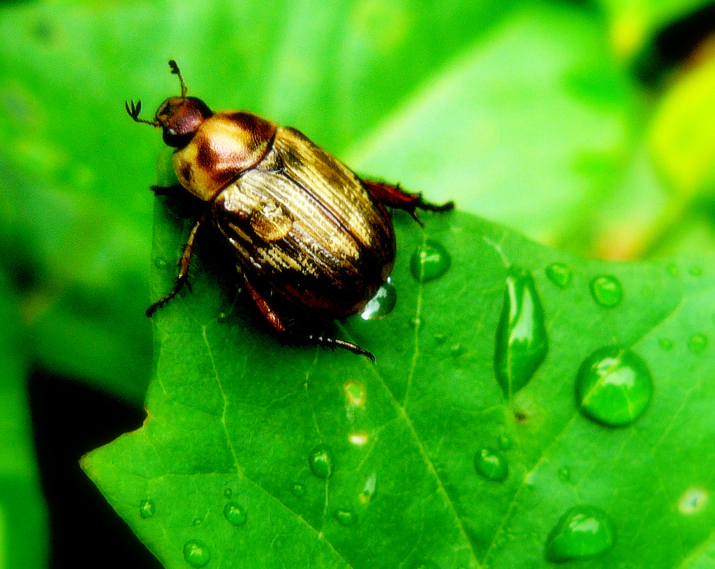 Mon Village - My Village: ** Scarabée doré / Golden beetle