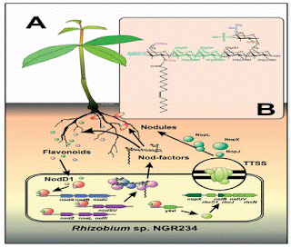 Widy's Notebooks: Interaksi Antara Tanaman Legum dengan Rhizobium sp ...