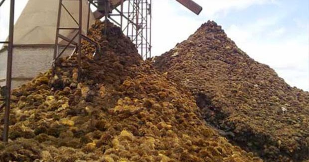 PENGOLAHAN LIMBAH SAWIT | TANAMAN KOMODITAS UNGGULAN