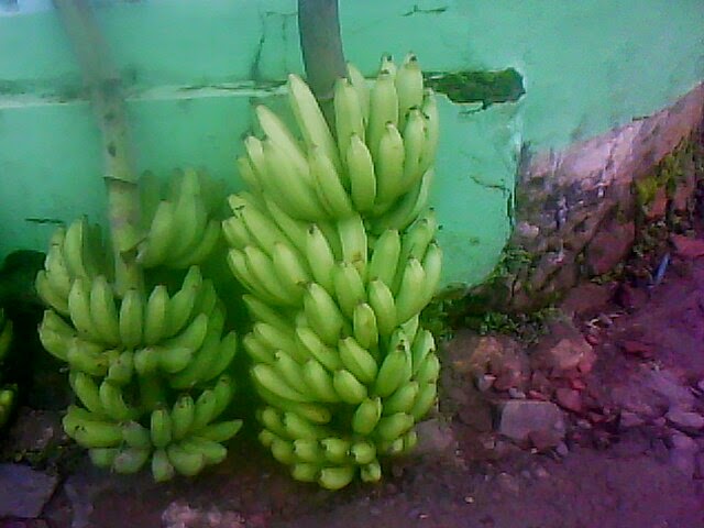 JUAL BIBIT PISANG RAJA UNTUK DAERAH JAWA TENGAH ~ SINOX NURSERY