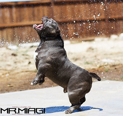 Az American Bully tényleg egy amerikai álom...