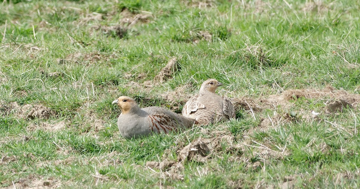 The Birds of Climping Gap & Lower Arun Valley