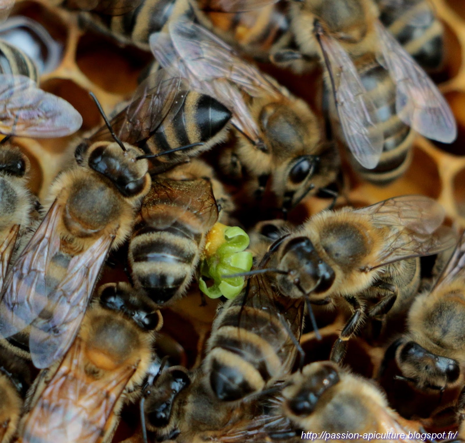 Passion-Apiculture. Le blog de l'Abeille Pat: L'abeille jardinière