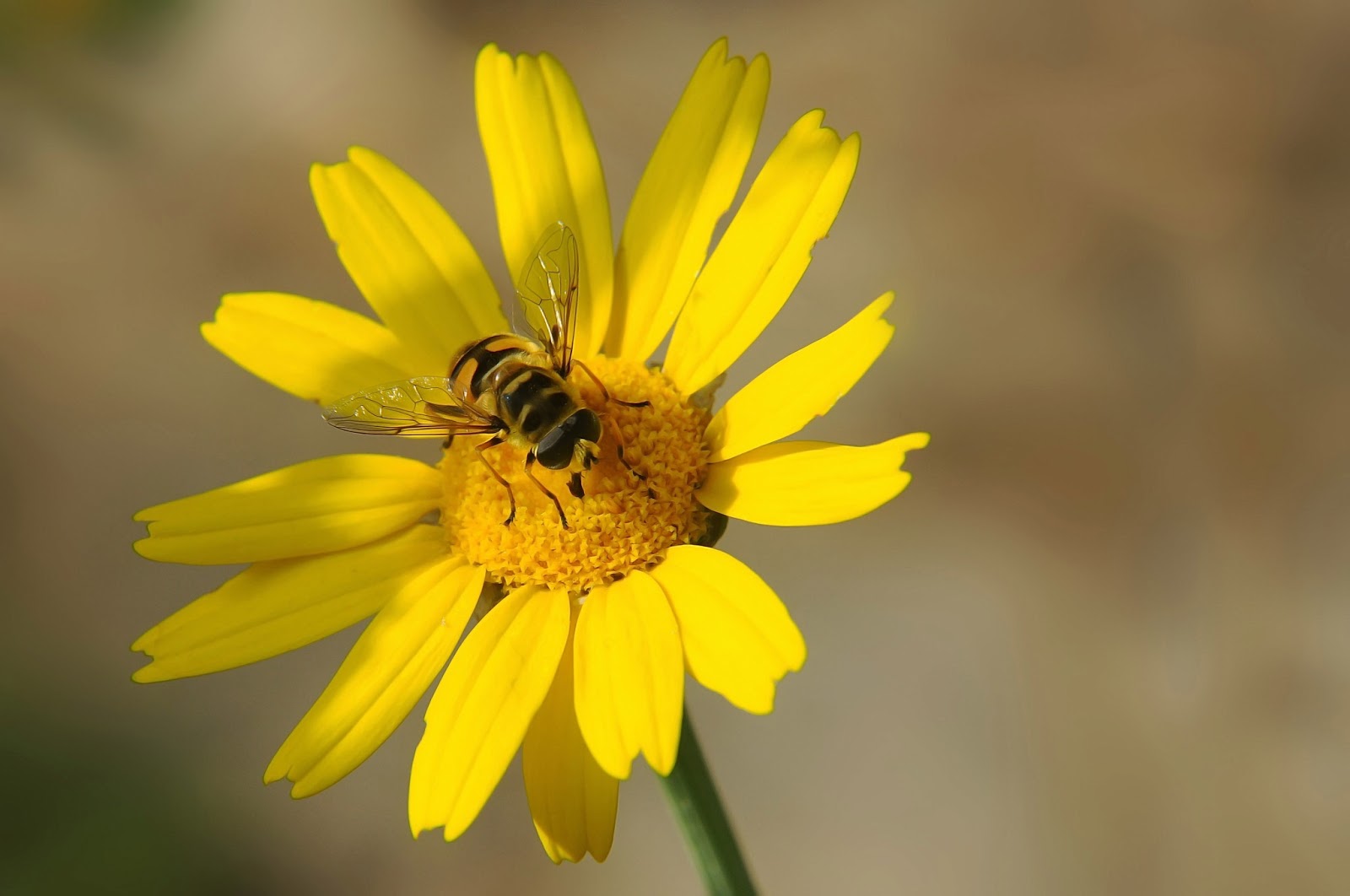 gli insetti: Sirfide