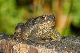 What about your saucepans?: Dominican frogs and toads
