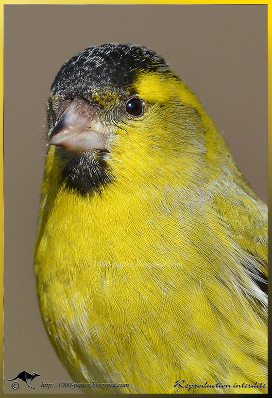 WILDLIFE GATEWAY: Portraits de Tarins