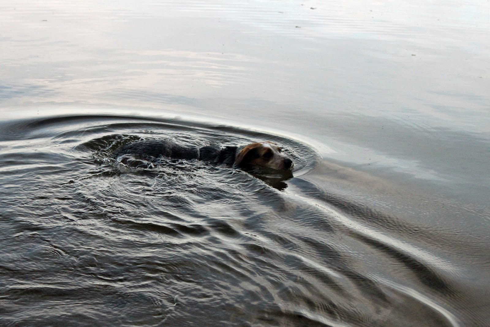 Magnolia The Therapy Dog: Limber Tail: The Perils of Cold Water