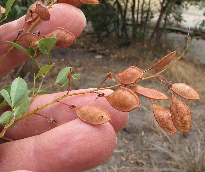 Esperance Wildflowers: Goodia medicaginea – Fabaceae
