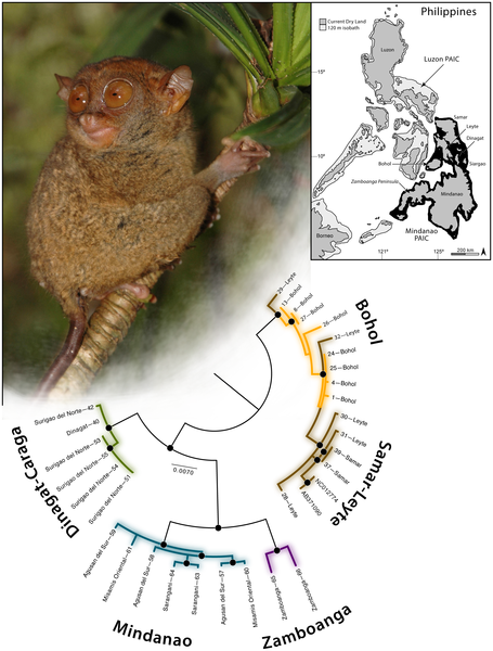 Philippine Tarsier Habitat